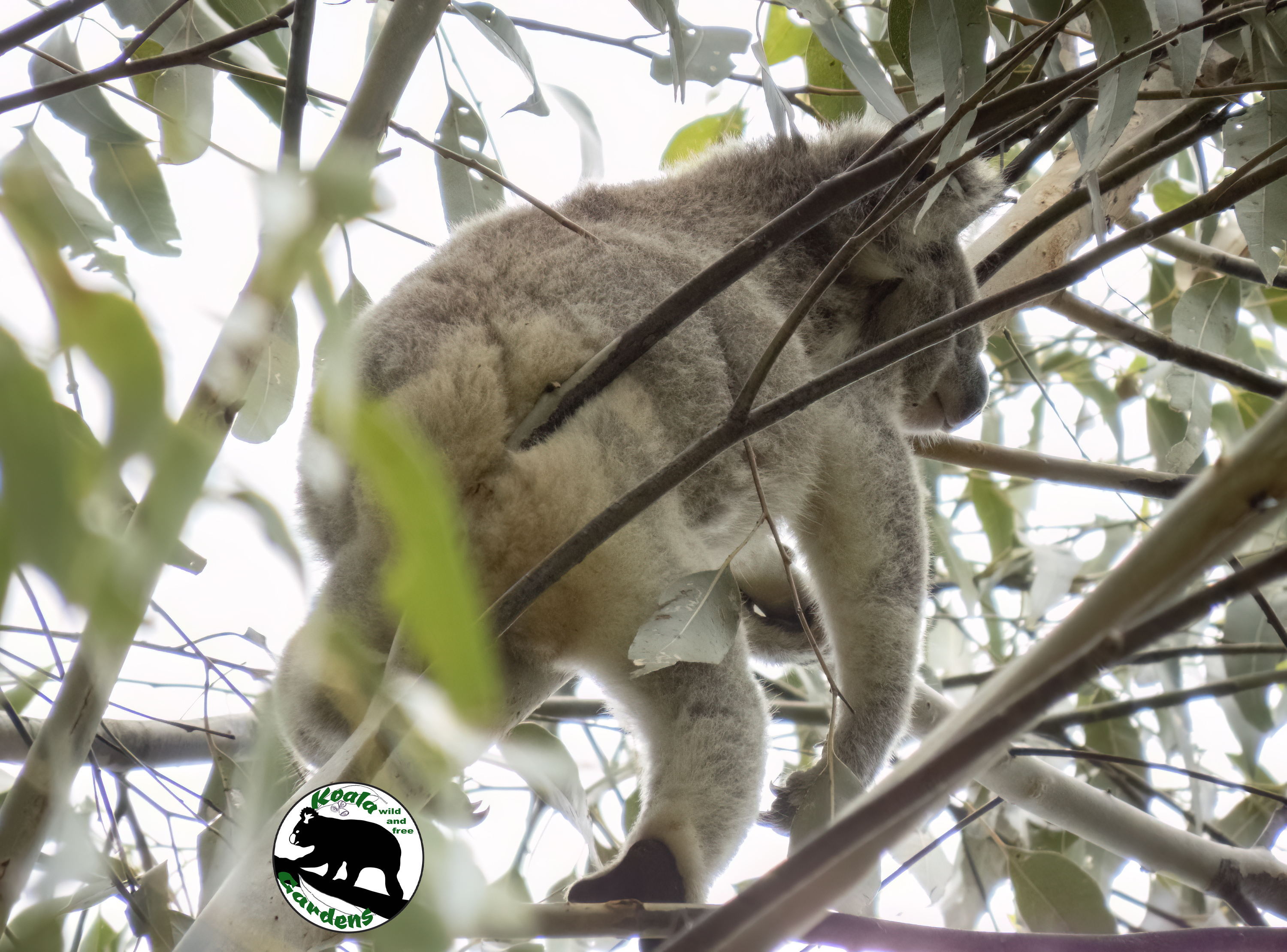 relax, you can't fall now by KoalaGardens🐨 · 365 Project