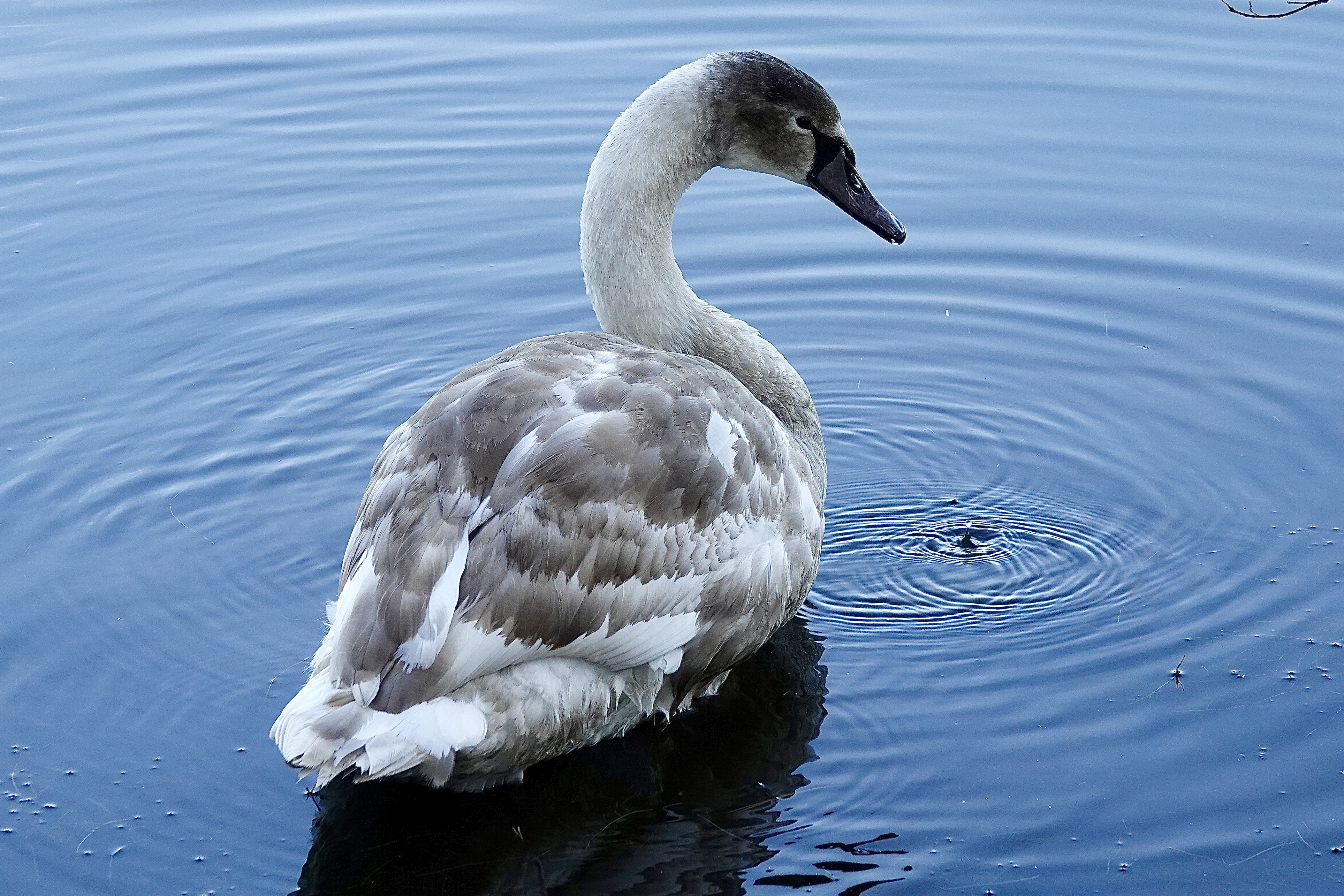 Teenager Swan by Carole Sandford · 365 Project