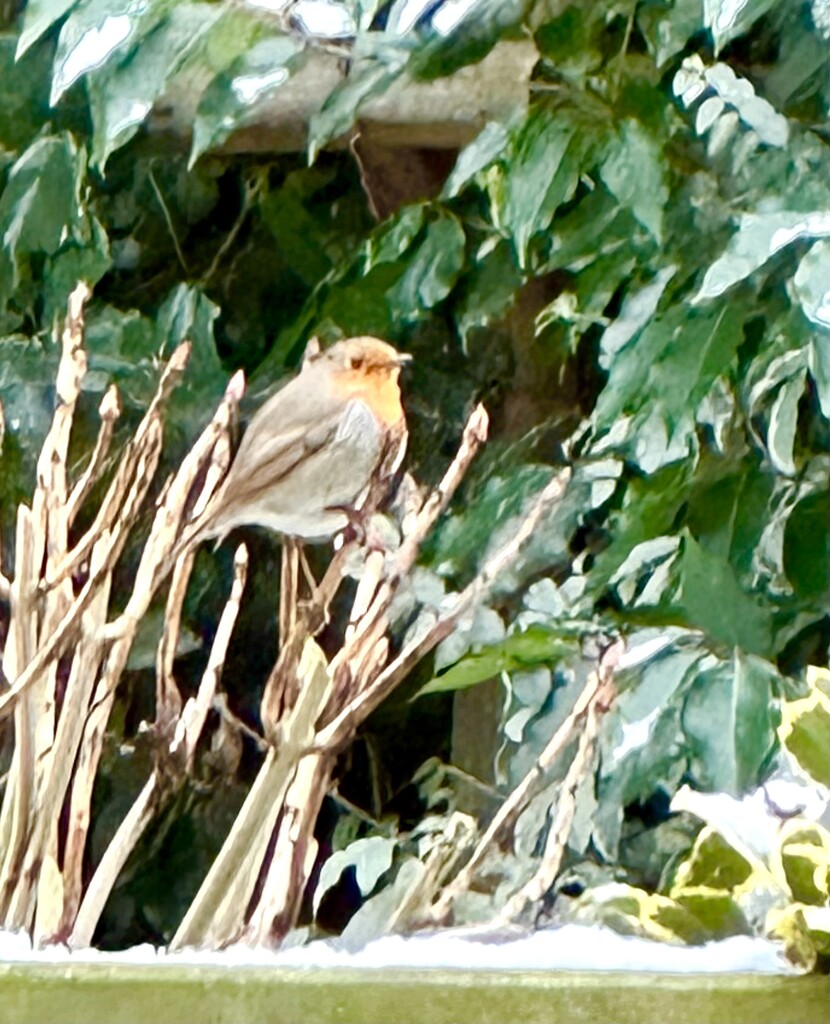 My little robin by Pam Knowler · 365 Project