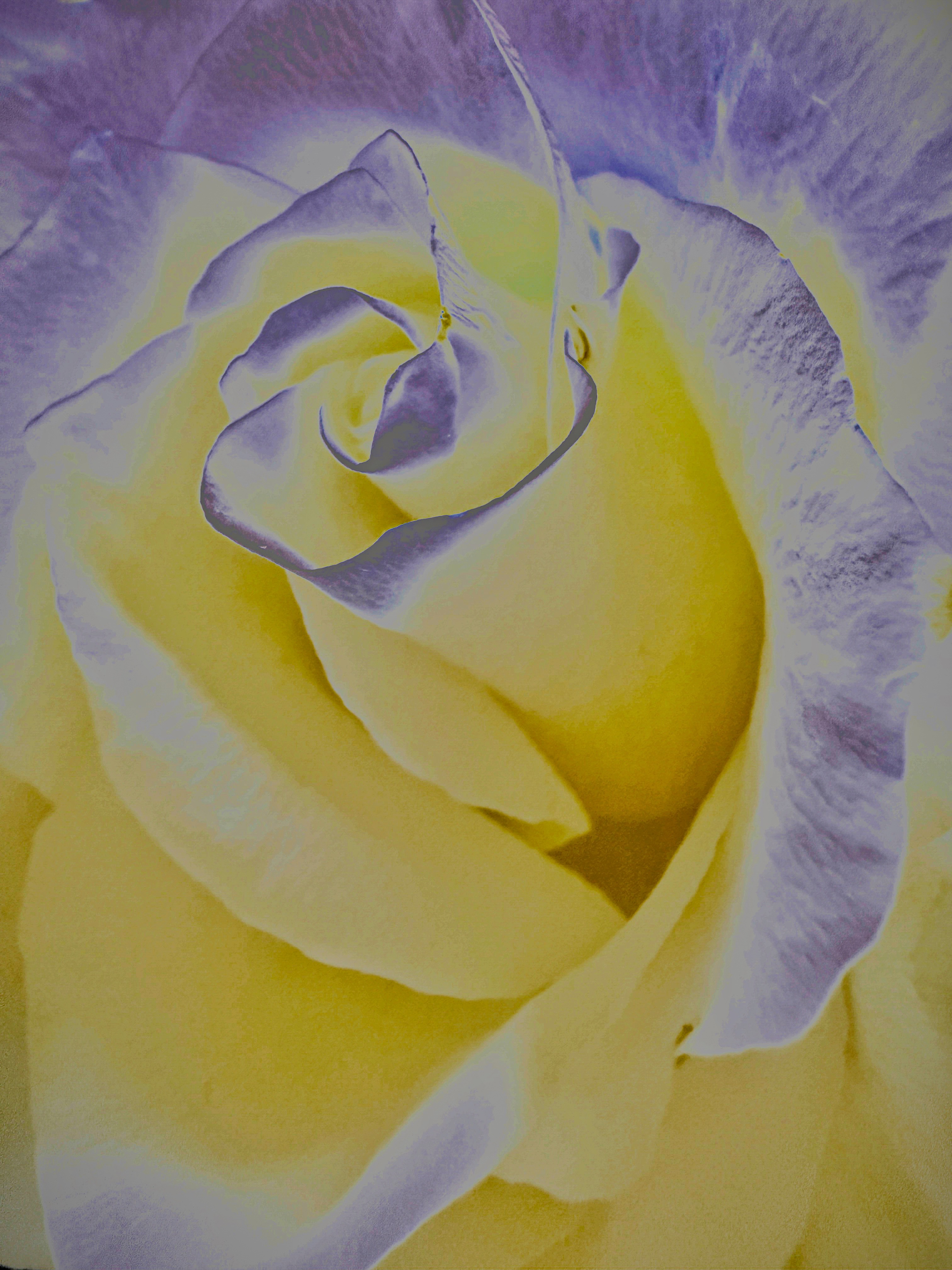 Last Rose for now by Shutterbug · 365 Project