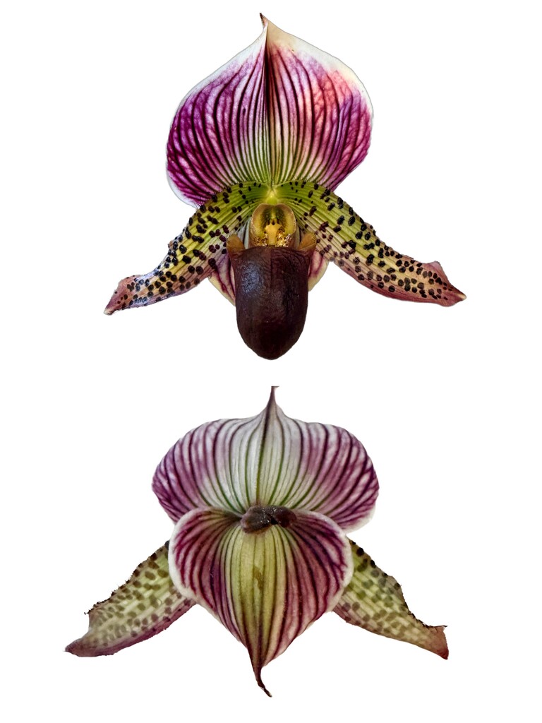 Front and Back by Shutterbug · 365 Project