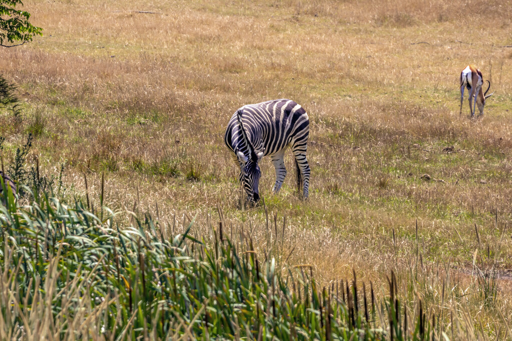 Not only wine, but also a few animals by Diana · 365 Project