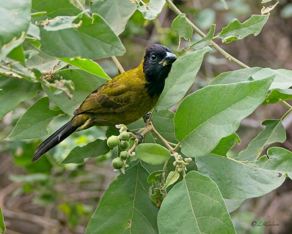 LHG_2898Crimson-collared Grosbeak-female by Linda Godwin · 365 Project