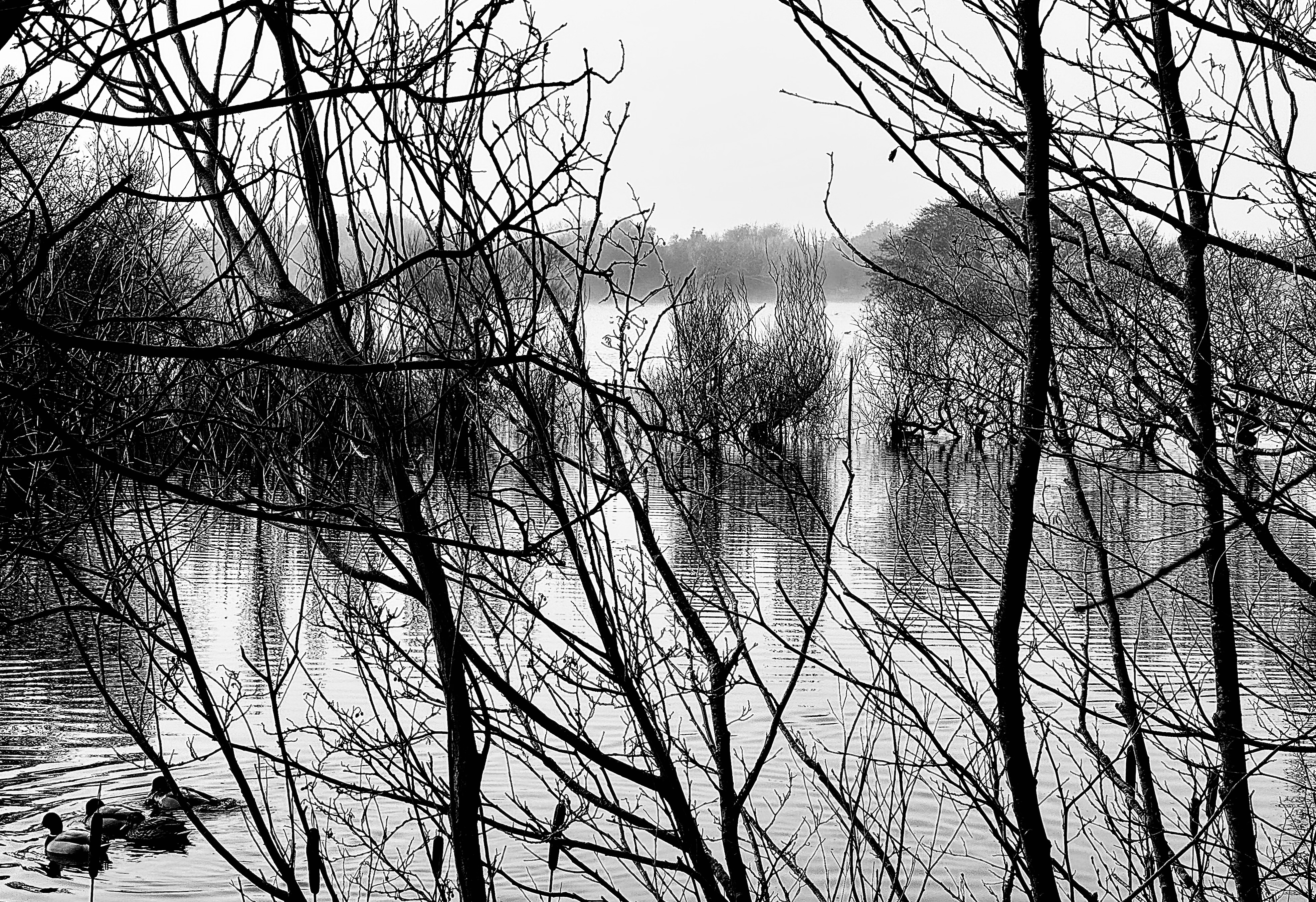 Misty lake by Susan Wakely · 365 Project