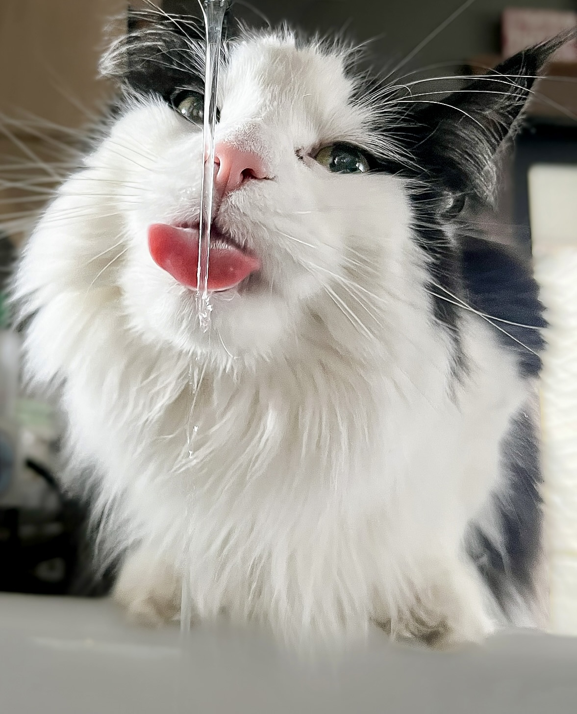 52Frames: Get Low by Corinne C · 365 Project