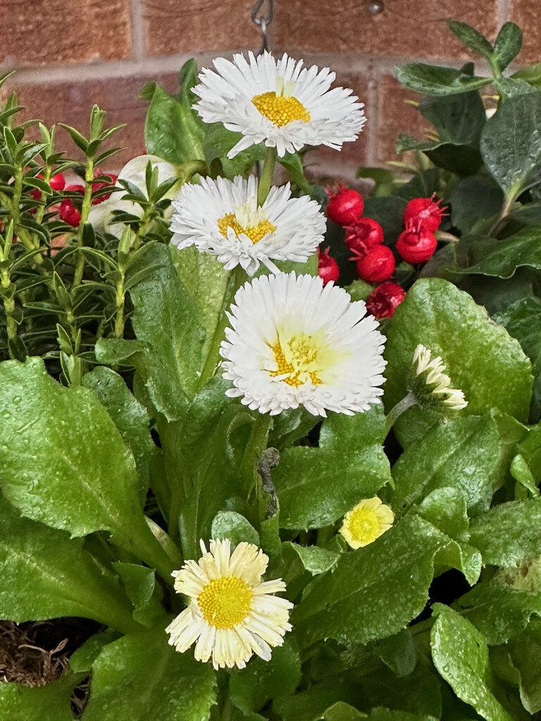 Hanging Basket by Maxine Lathbury · 365 Project