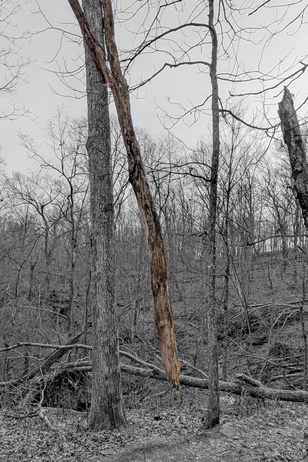 Suspended tree [Filler] by Thom Mitchell · 365 Project