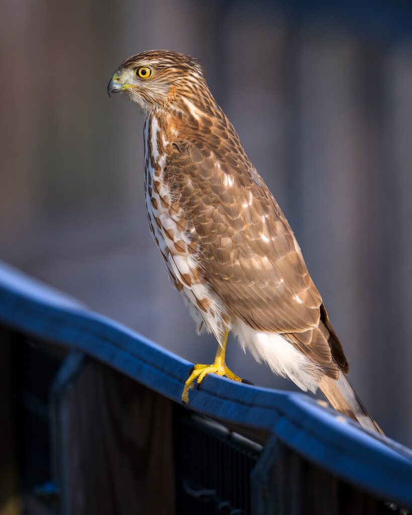 Sitting in the late afternoon sun by PhotoCrazy · 365 Project