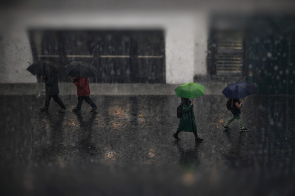 Brollies by Jennifer · 365 Project