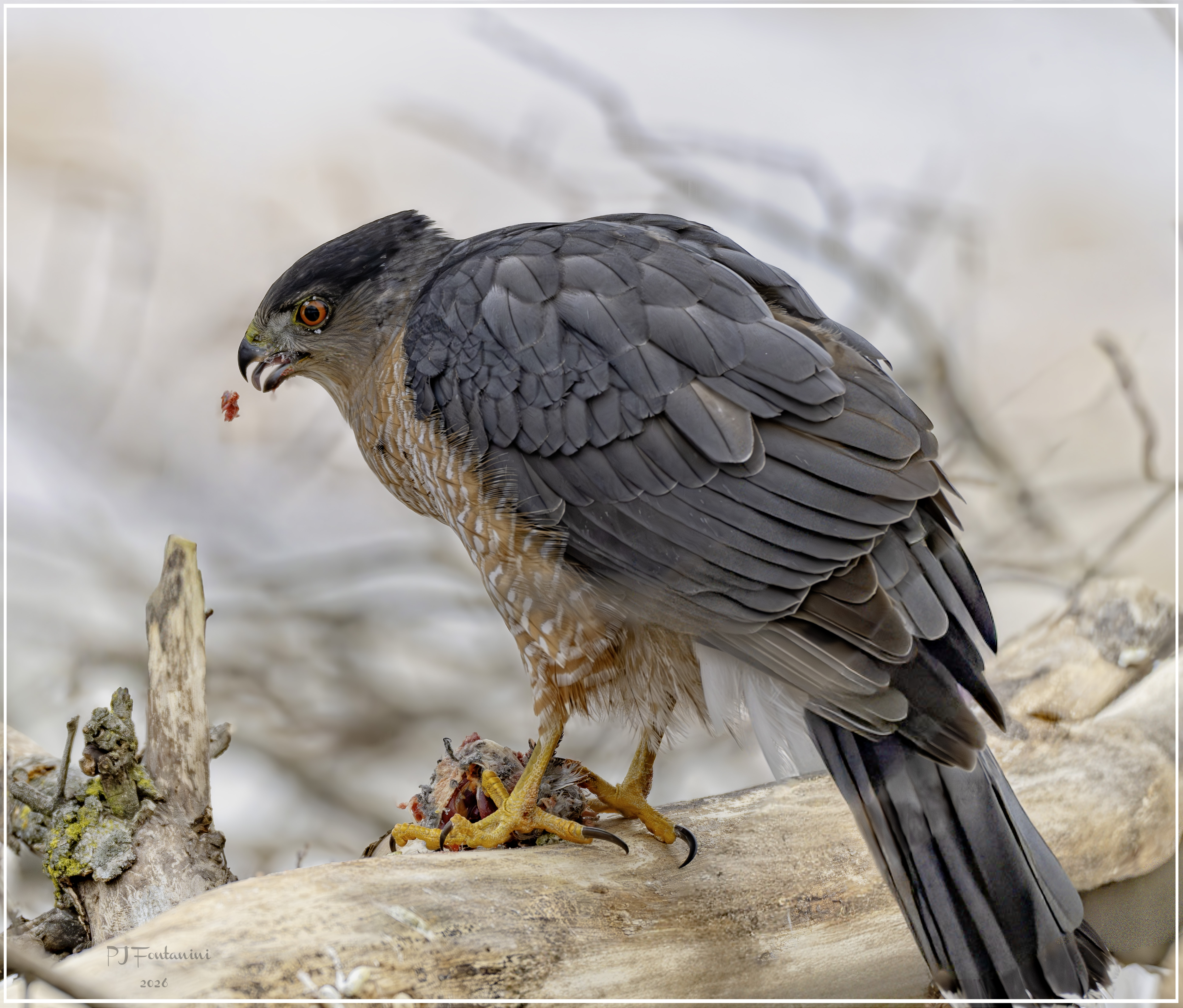 Thrill of Victory by Paula Fontanini · 365 Project