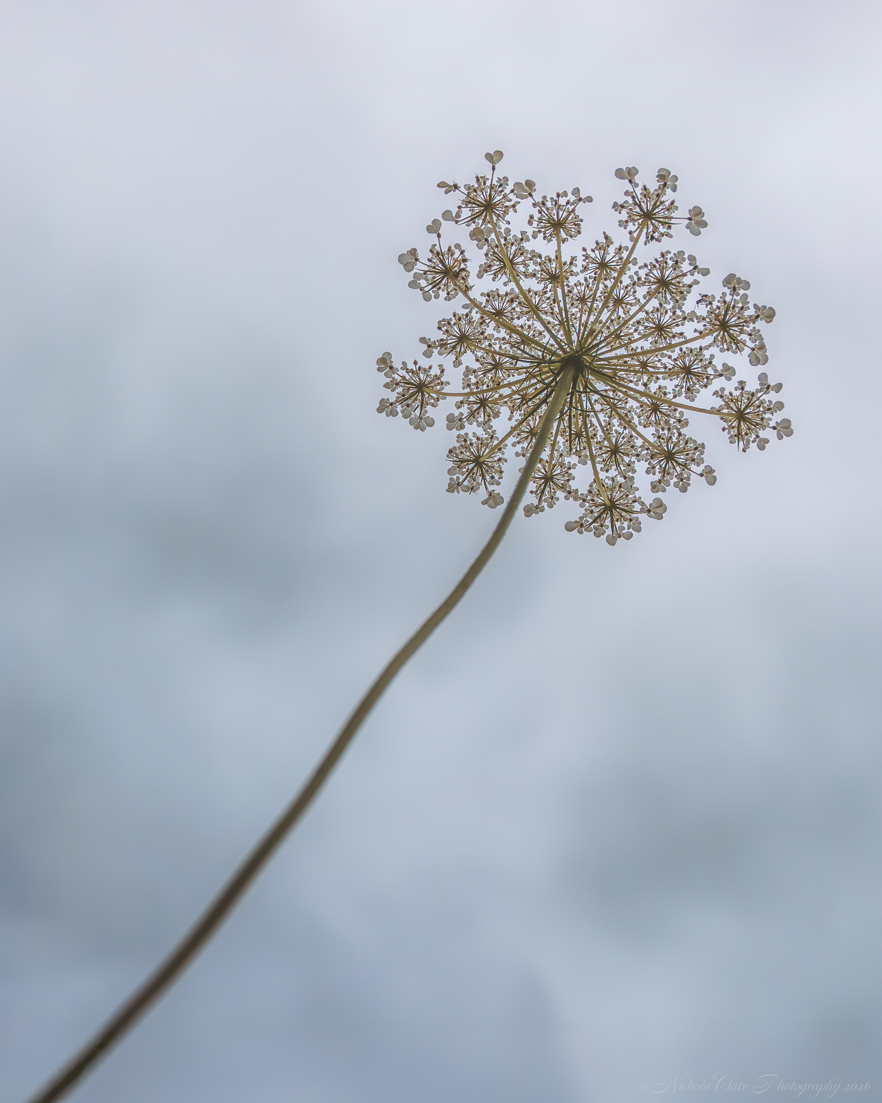 Queen Anne's Lace from Below by Nick · 365 Project