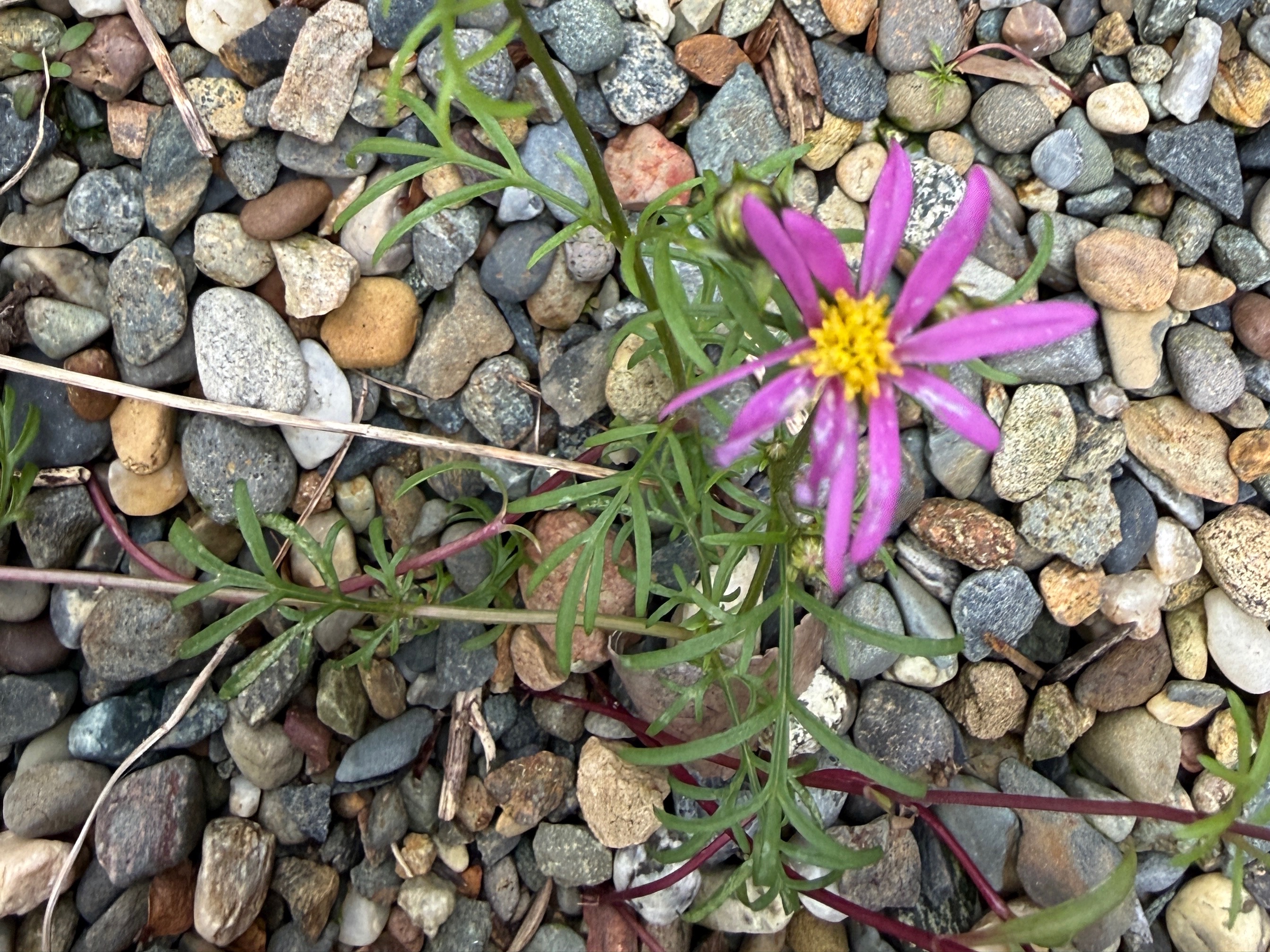 Struggling Cosmos by Shutterbug · 365 Project