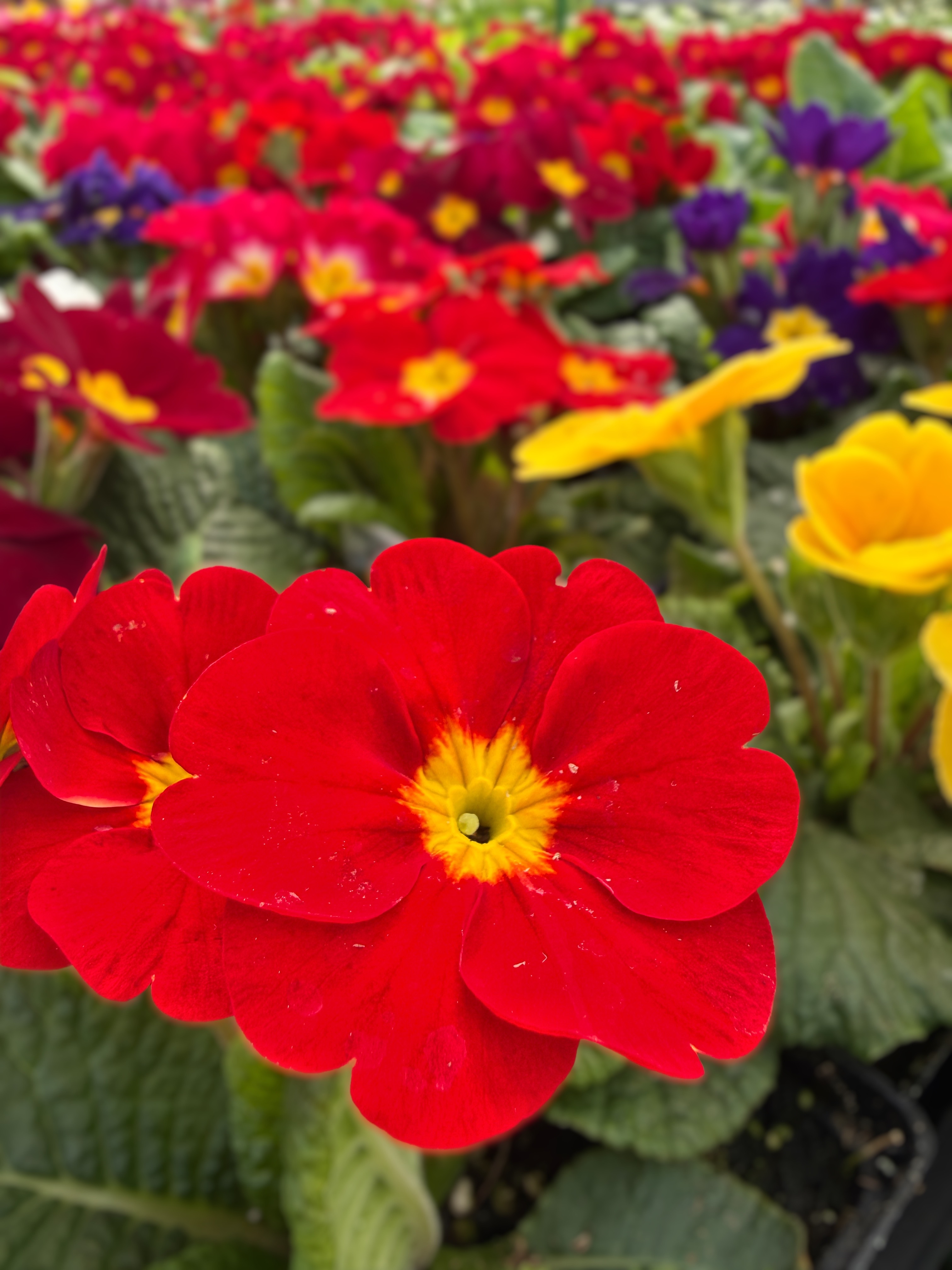 Primrose by Shutterbug · 365 Project