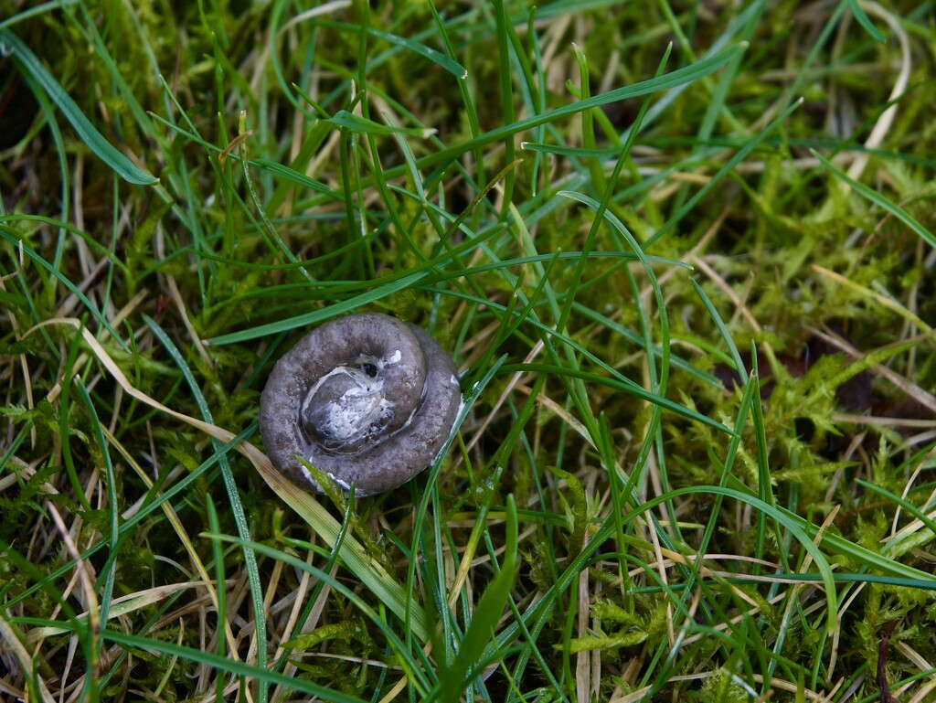 Poo by Susan Wakely · 365 Project