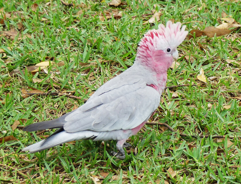 Baby Galah by Babs · 365 Project