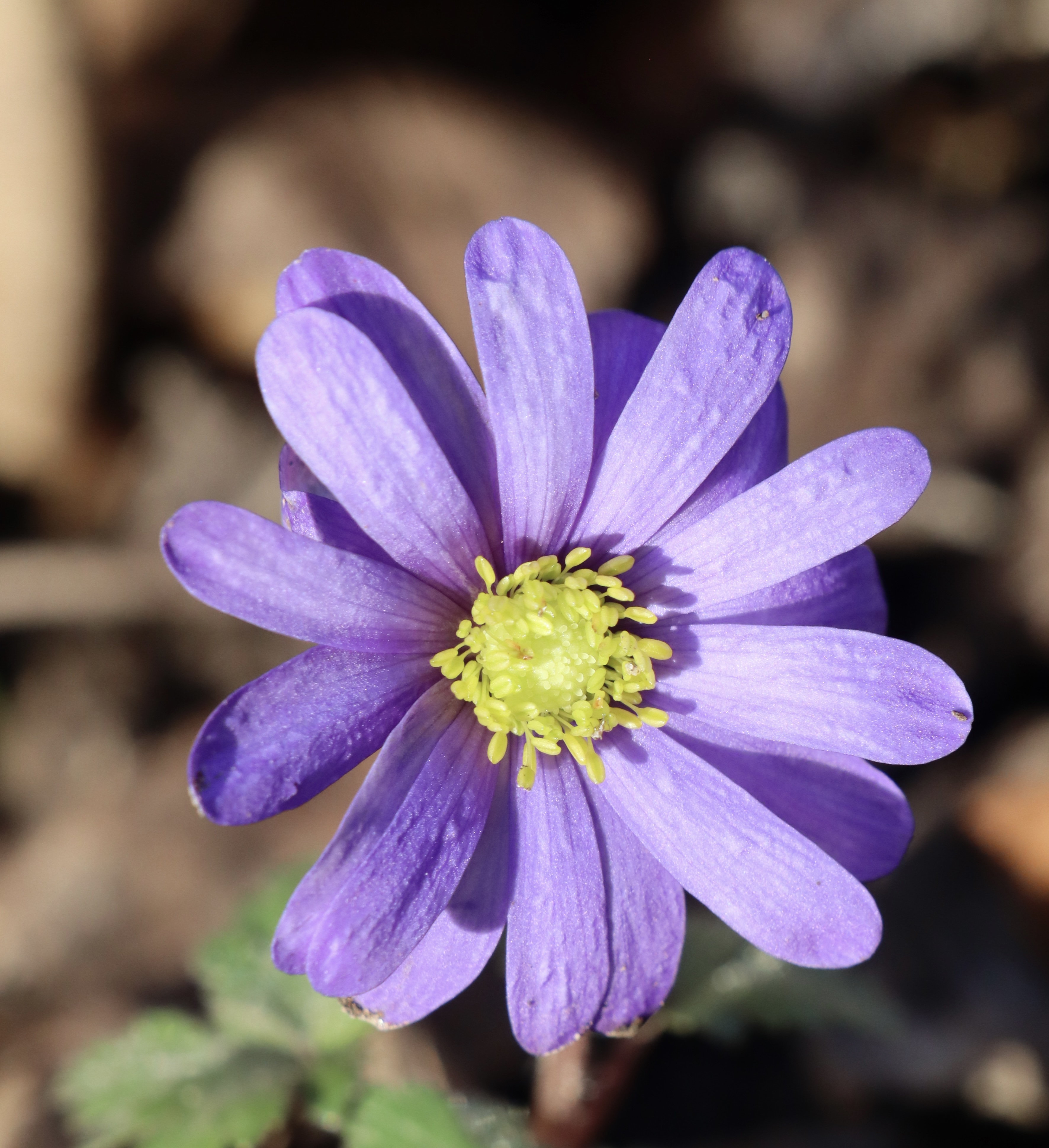 Flower by Jeremy Cross · 365 Project