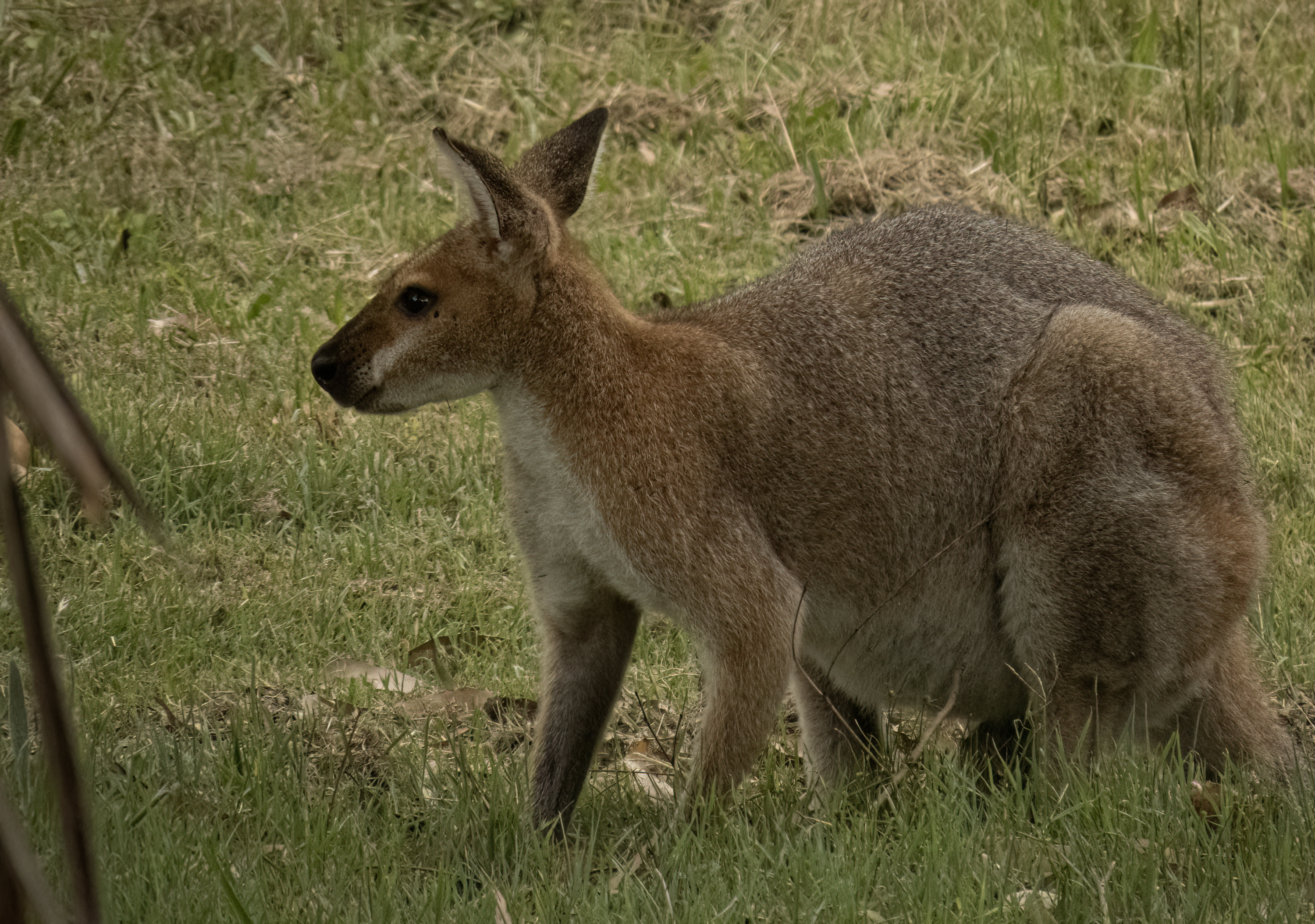 mobile ears by KoalaGardens🐨 · 365 Project