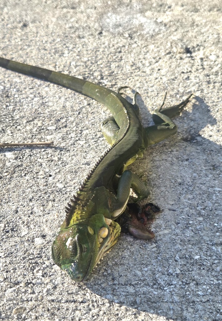 He'll be okay by Danette Thompson · 365 Project