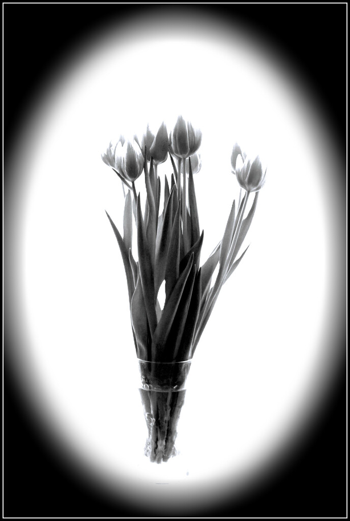 Just a bunch of tulips by Beryl Lloyd · 365 Project