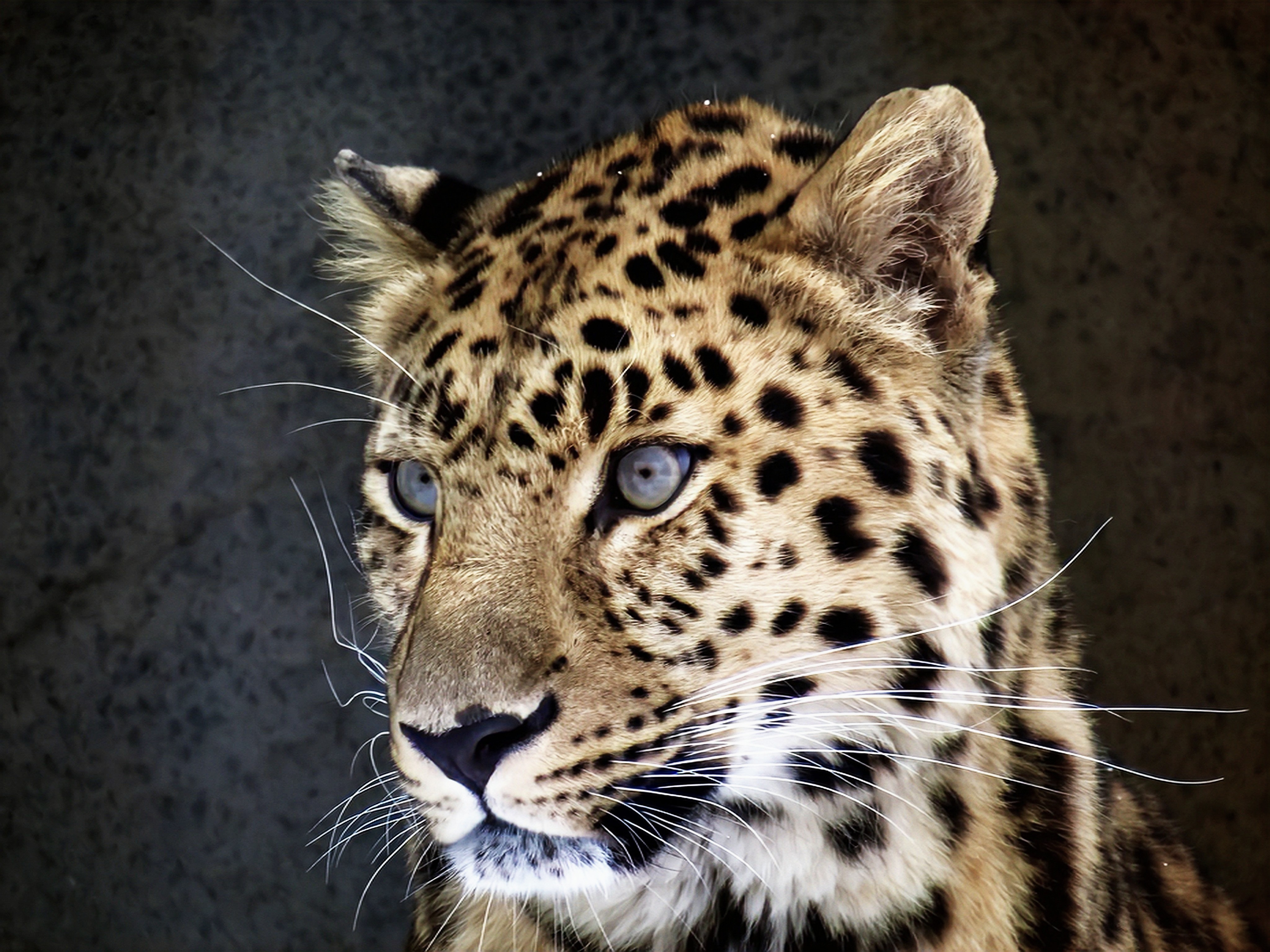 Amur Leopard by Randy Lubbering · 365 Project