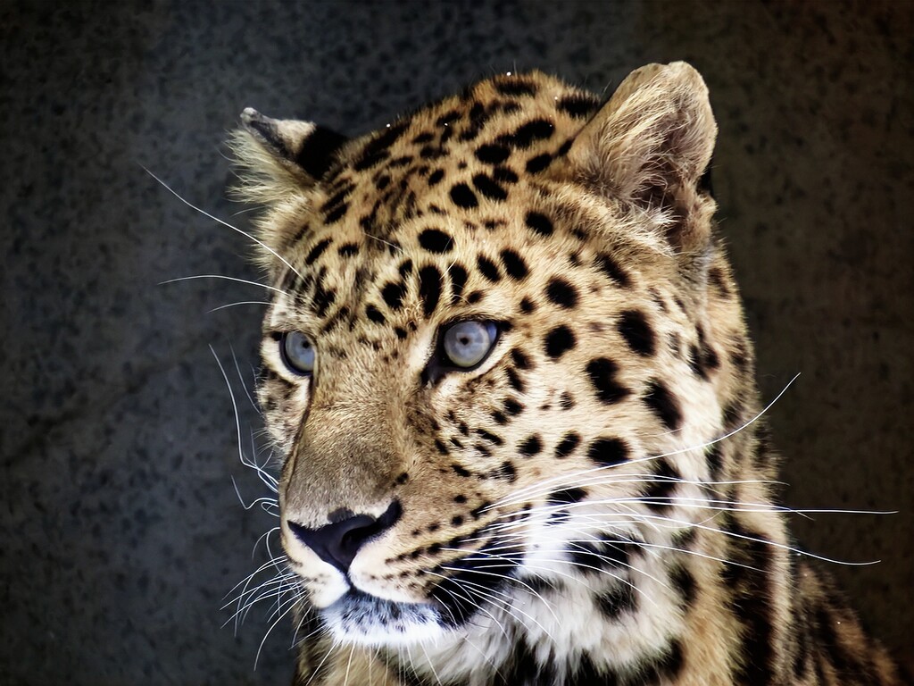 Amur Leopard by Randy Lubbering · 365 Project