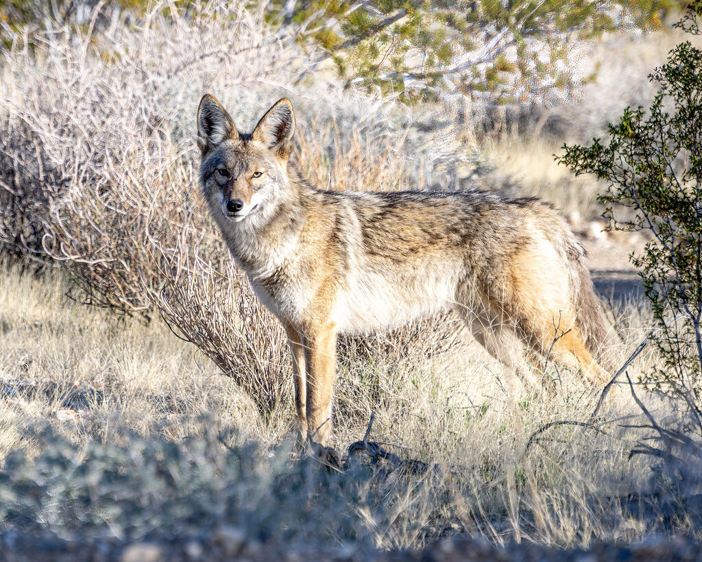 Wiley Coyote by Bill · 365 Project