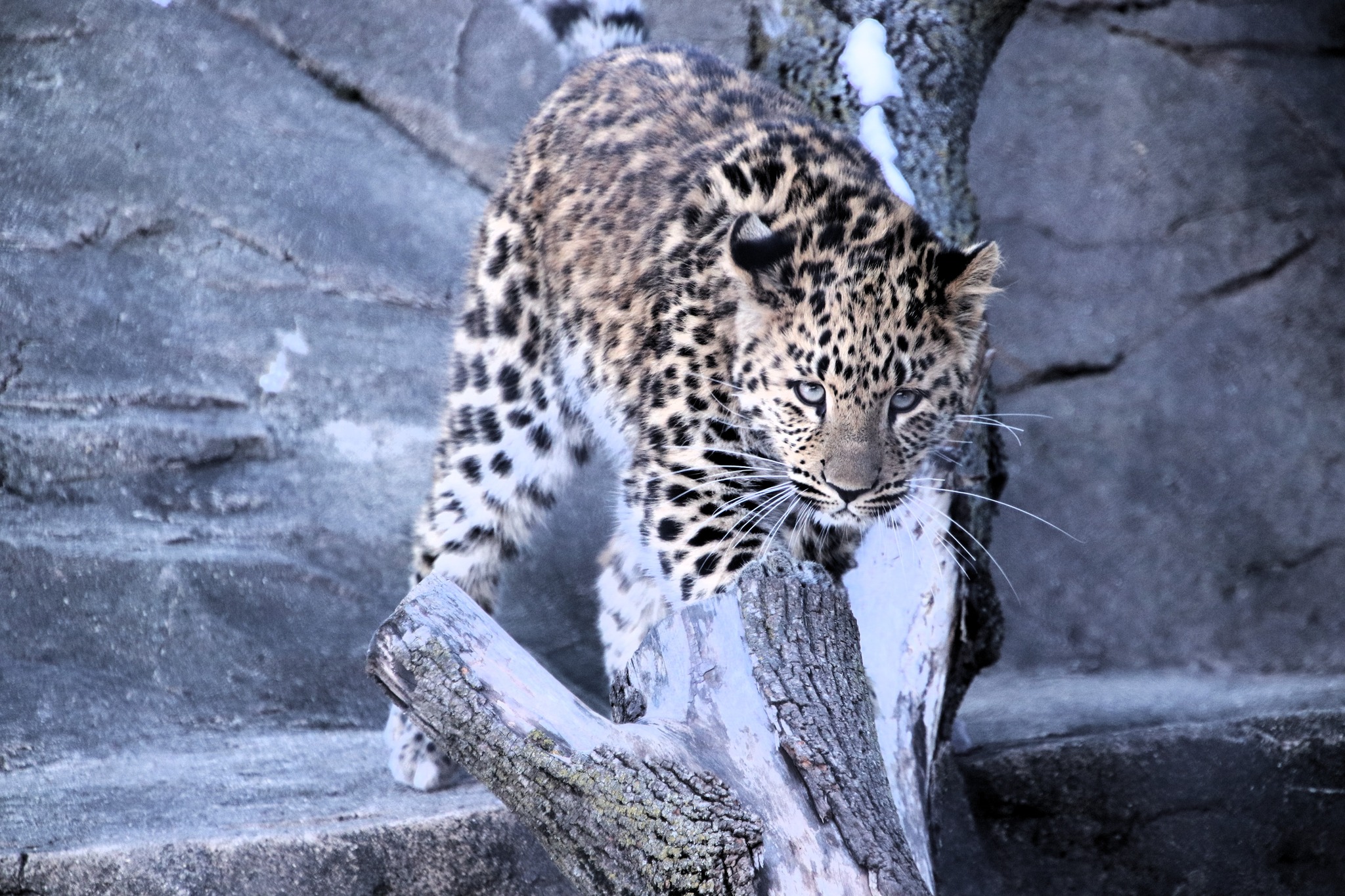 Baby Leopard by Randy Lubbering · 365 Project