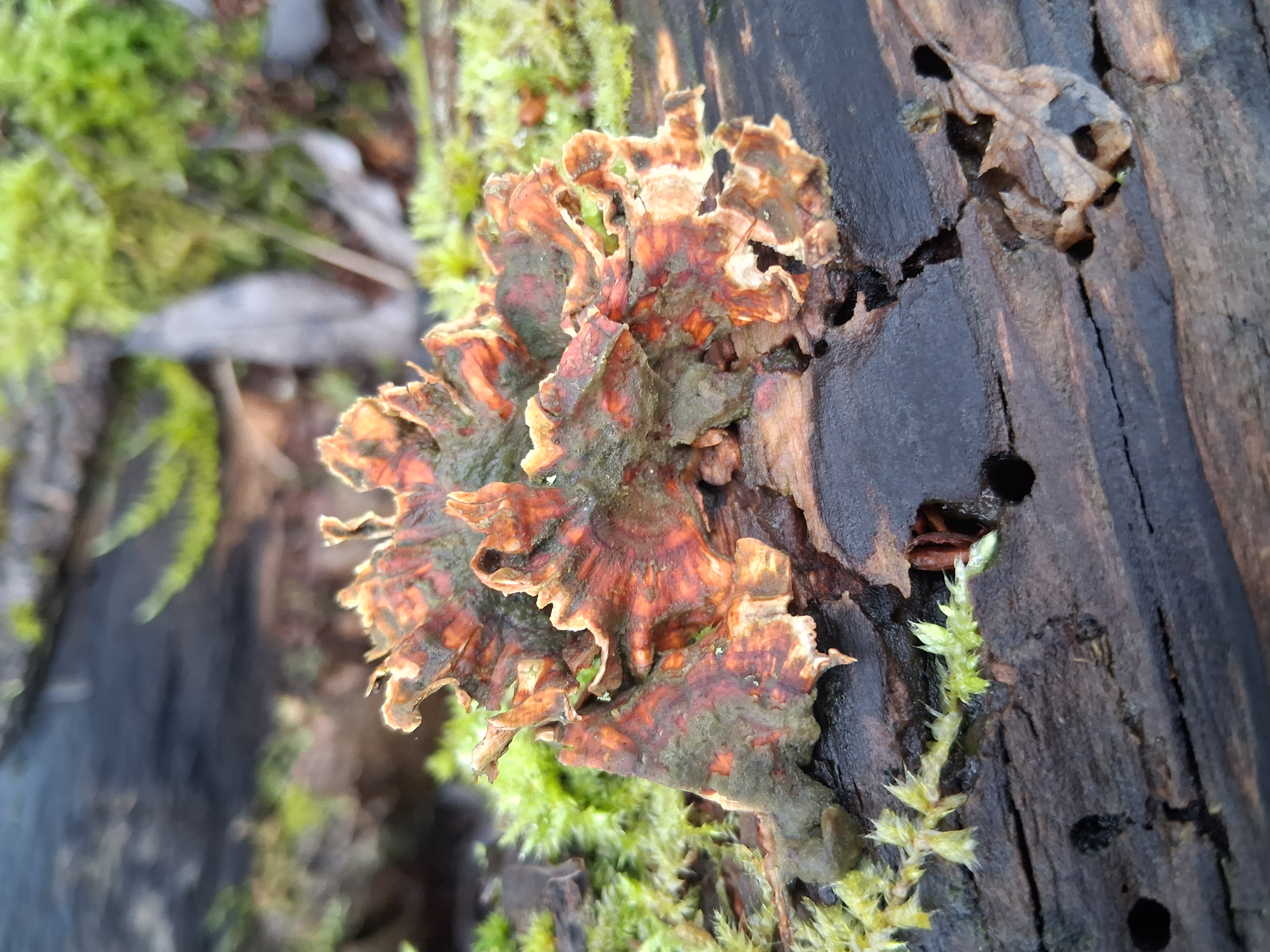 Funky fungi by Jo Worboys · 365 Project