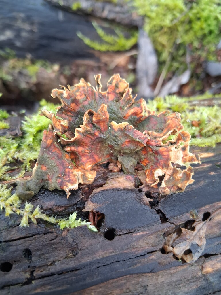 Funky fungi by Jo Worboys · 365 Project