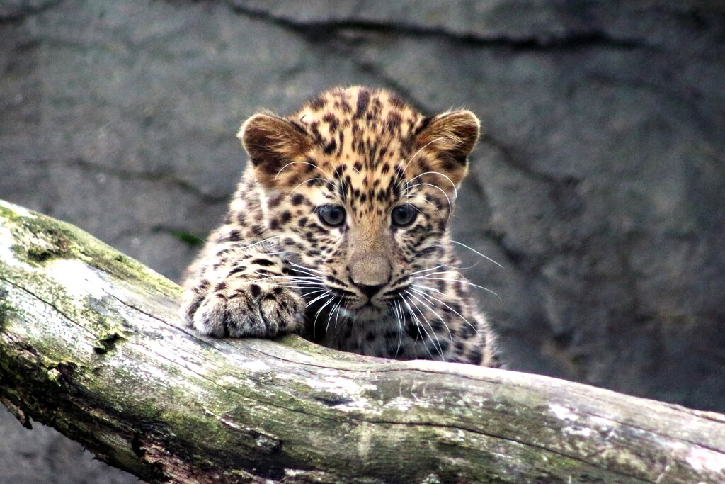 Baby Leopard by Randy Lubbering · 365 Project