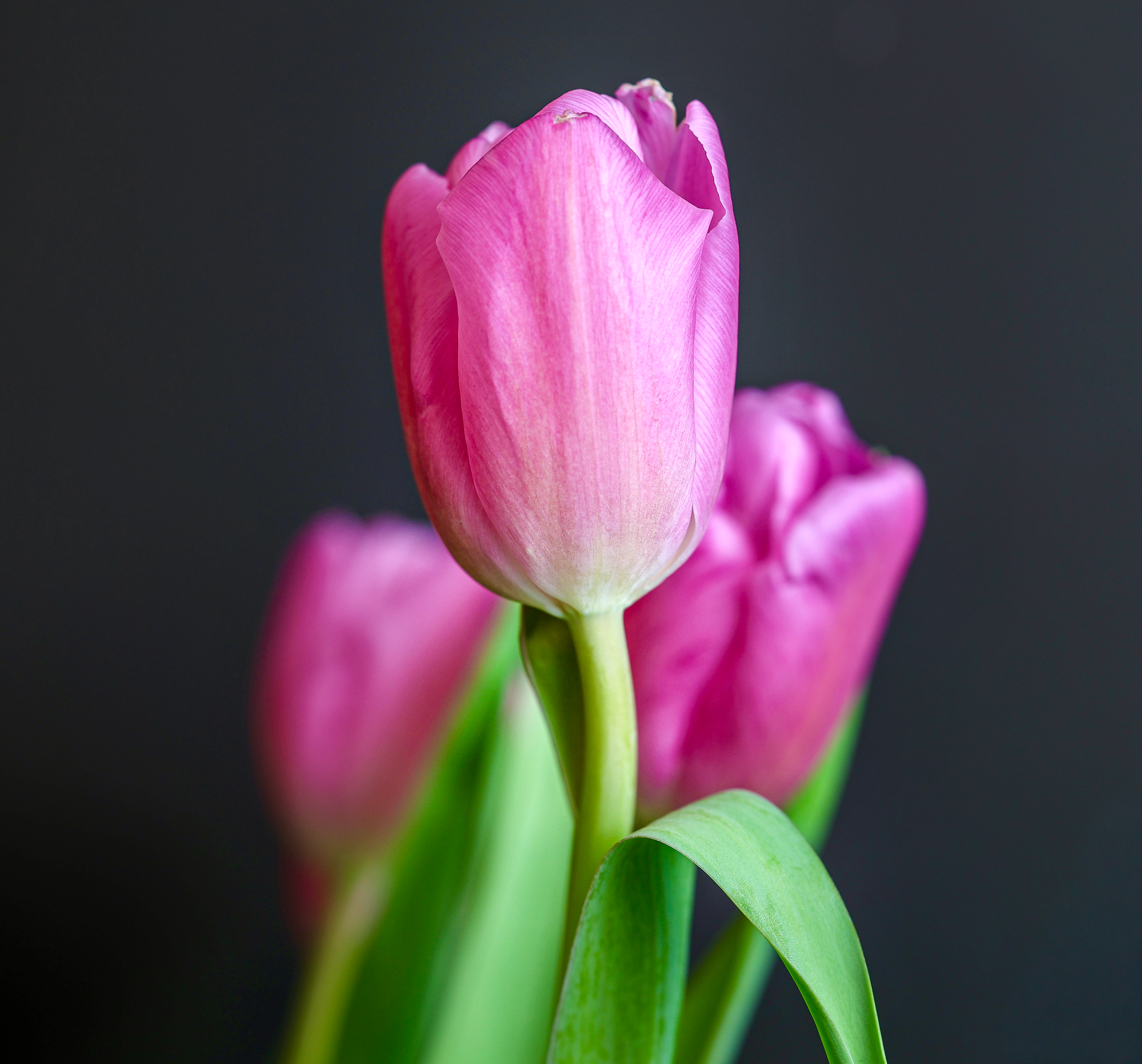 Tulip Trio by Corinne C · 365 Project
