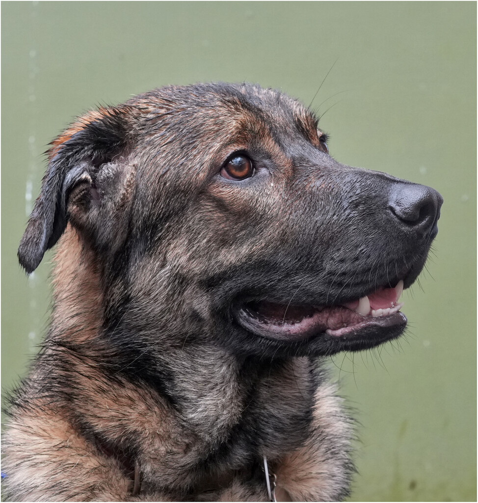Maverick by Phil Howcroft · 365 Project