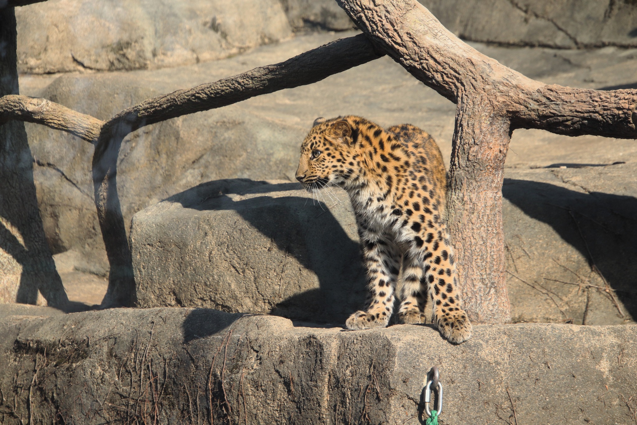 Exploring Baby Leopard by Randy Lubbering · 365 Project