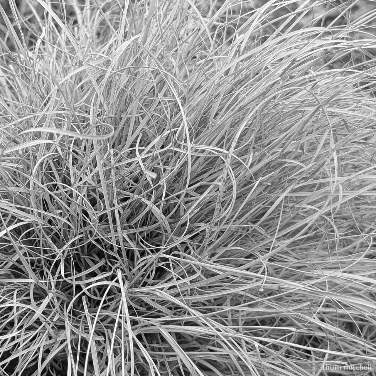 Ribbons by Thom Mitchell · 365 Project