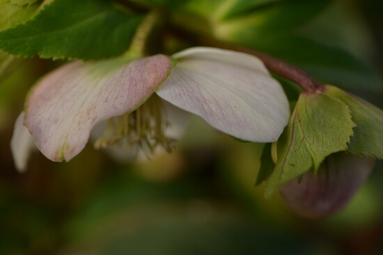 Hellebore side on~~~~~ by ~*~ Jo ~*~ · 365 Project