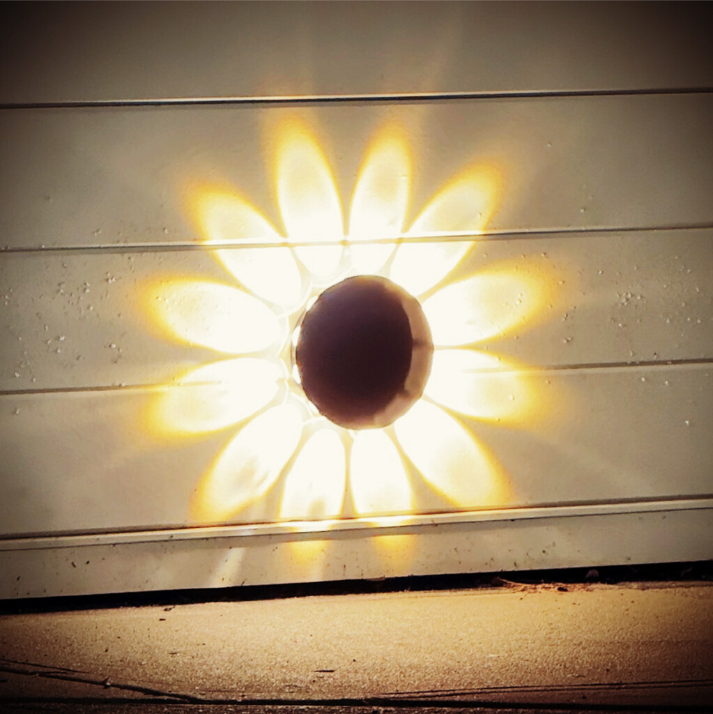 How Cool Is This Daisy Projection? by Sandy Z W · 365 Project