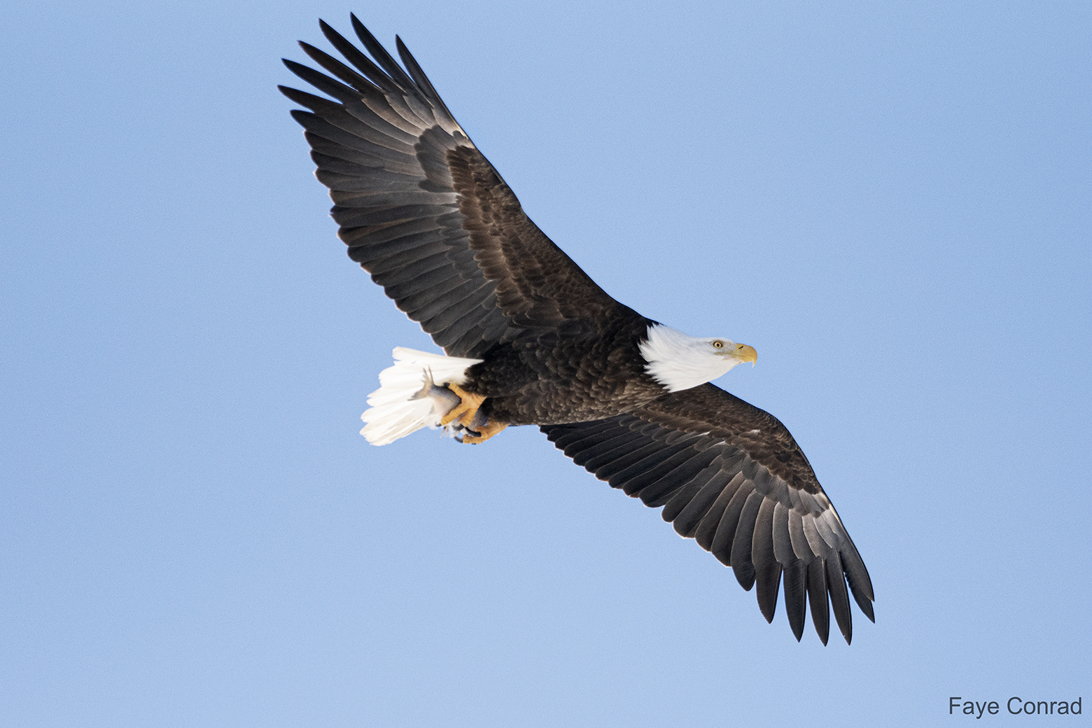 Eagle with fish by Faye Turner · 365 Project