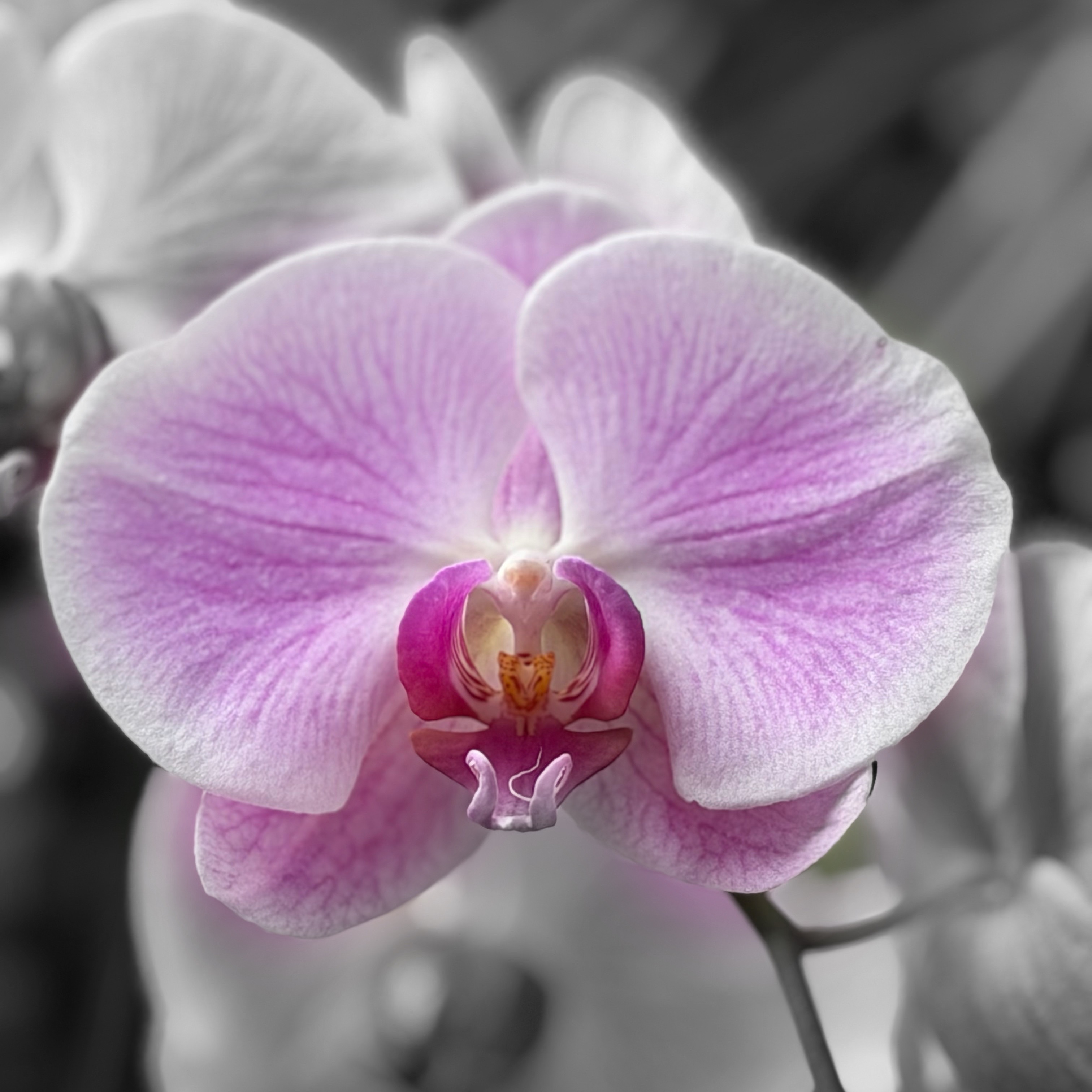 Rainbow 9 - Pink by Nada · 365 Project