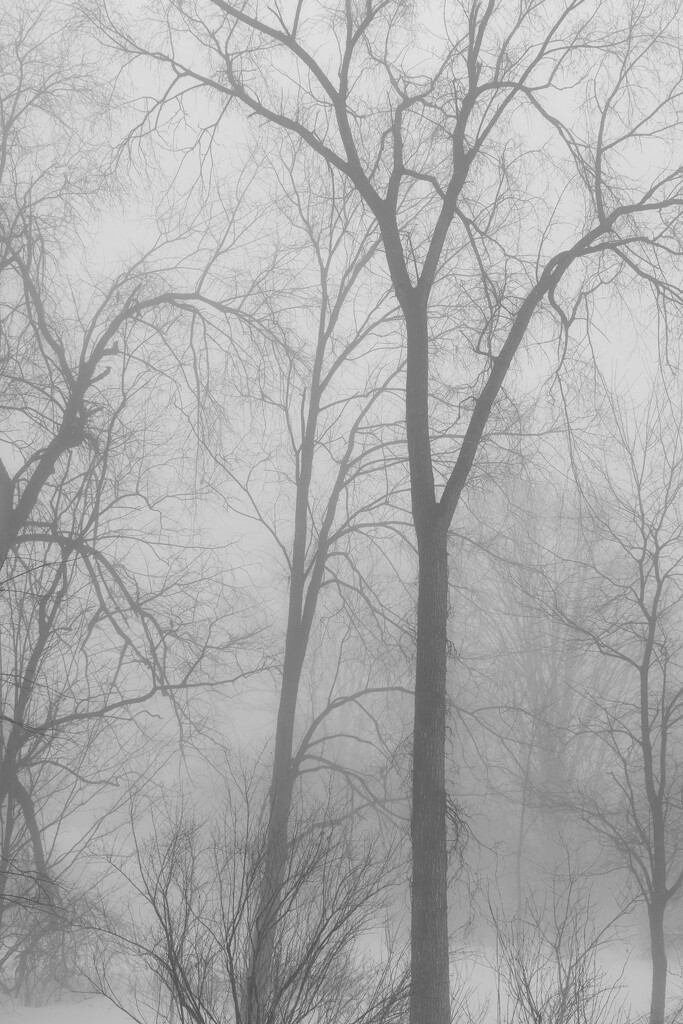 Heavy Fog by Gary · 365 Project