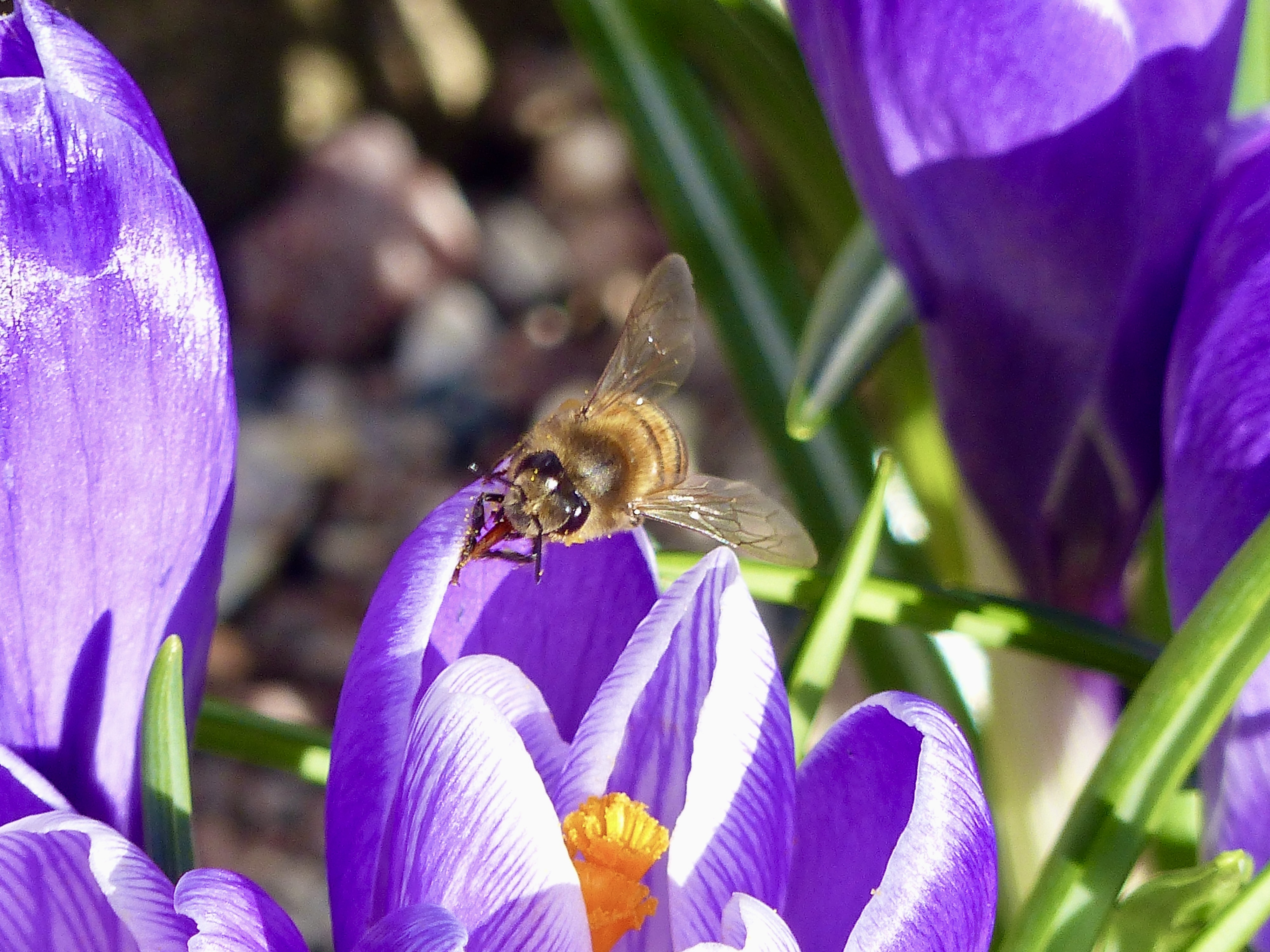 Busy Bee by Sue Cooper · 365 Project