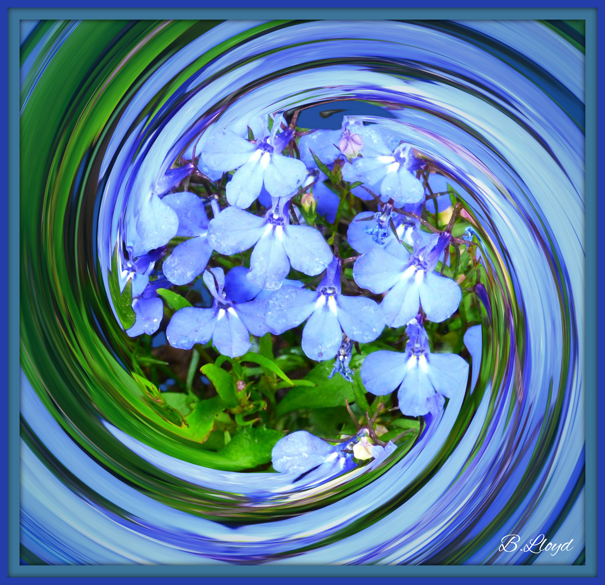 Blue Campanula by Beryl Lloyd · 365 Project