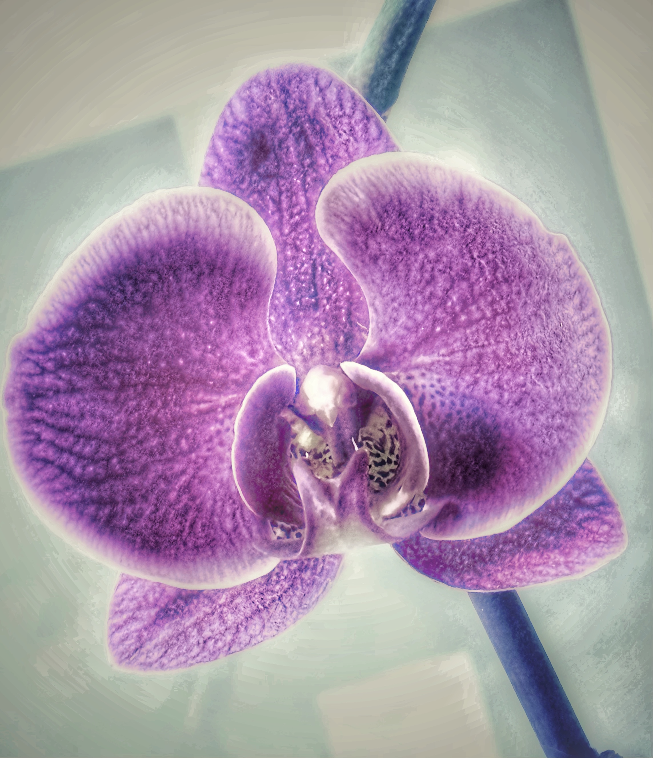 Purple Haze by Renee Salamon · 365 Project