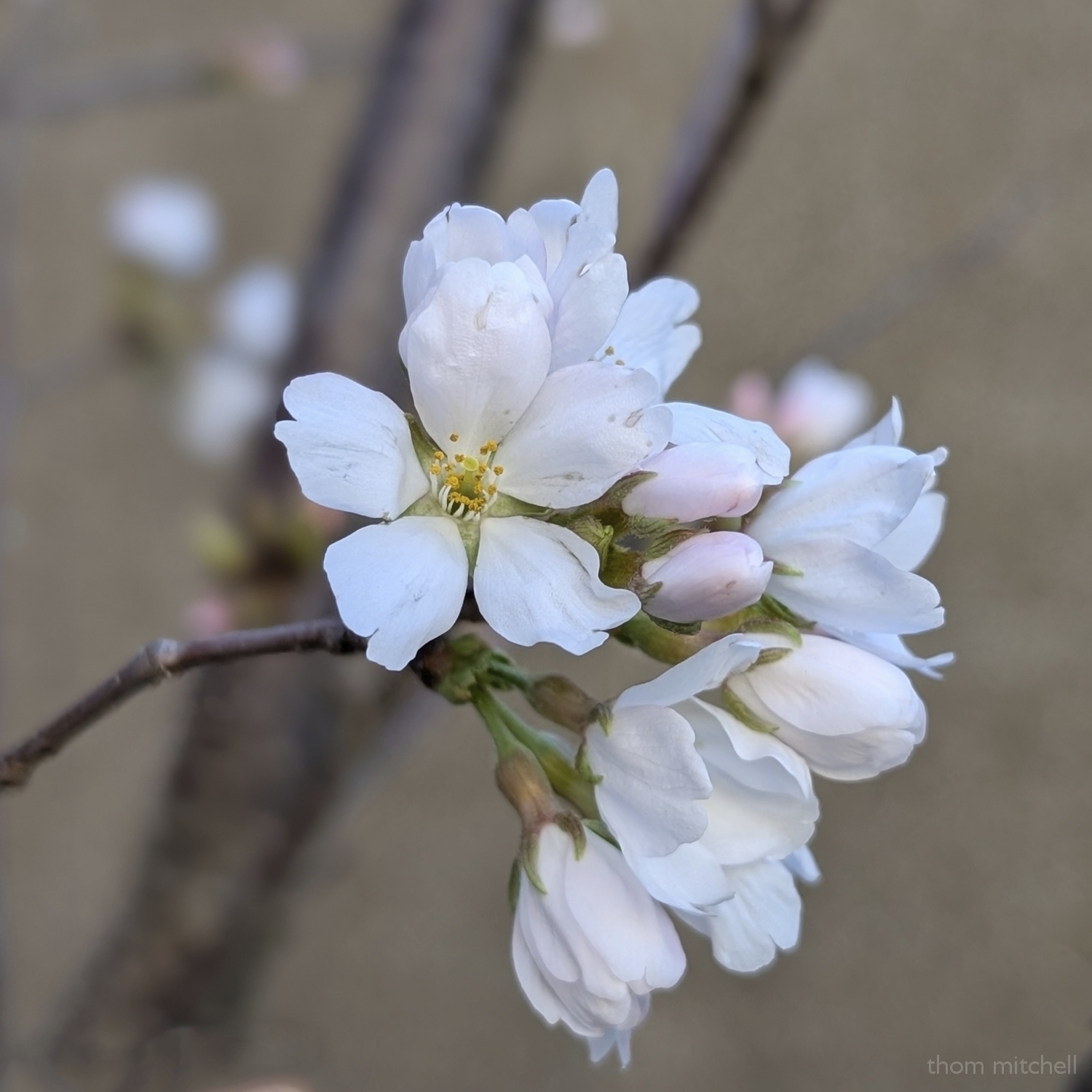 “Plums, Cherries, and Allies” by Thom Mitchell · 365 Project