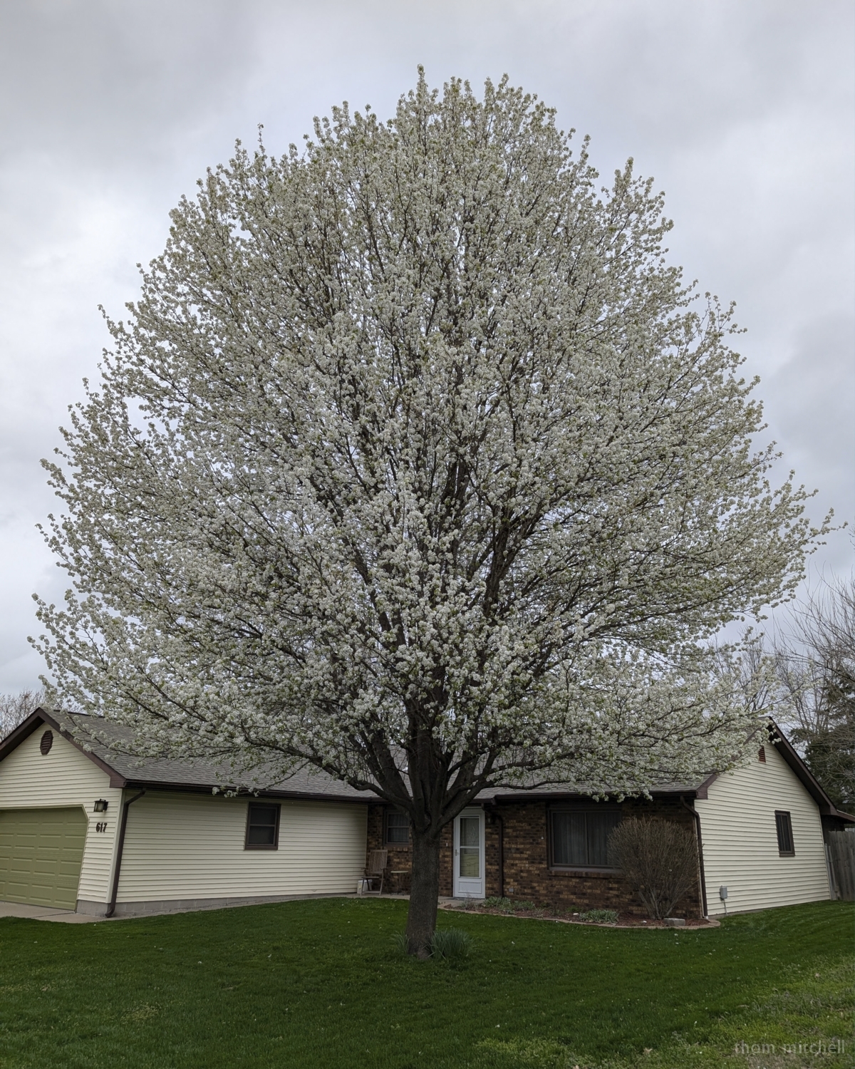 Our new pear tree by Thom Mitchell · 365 Project