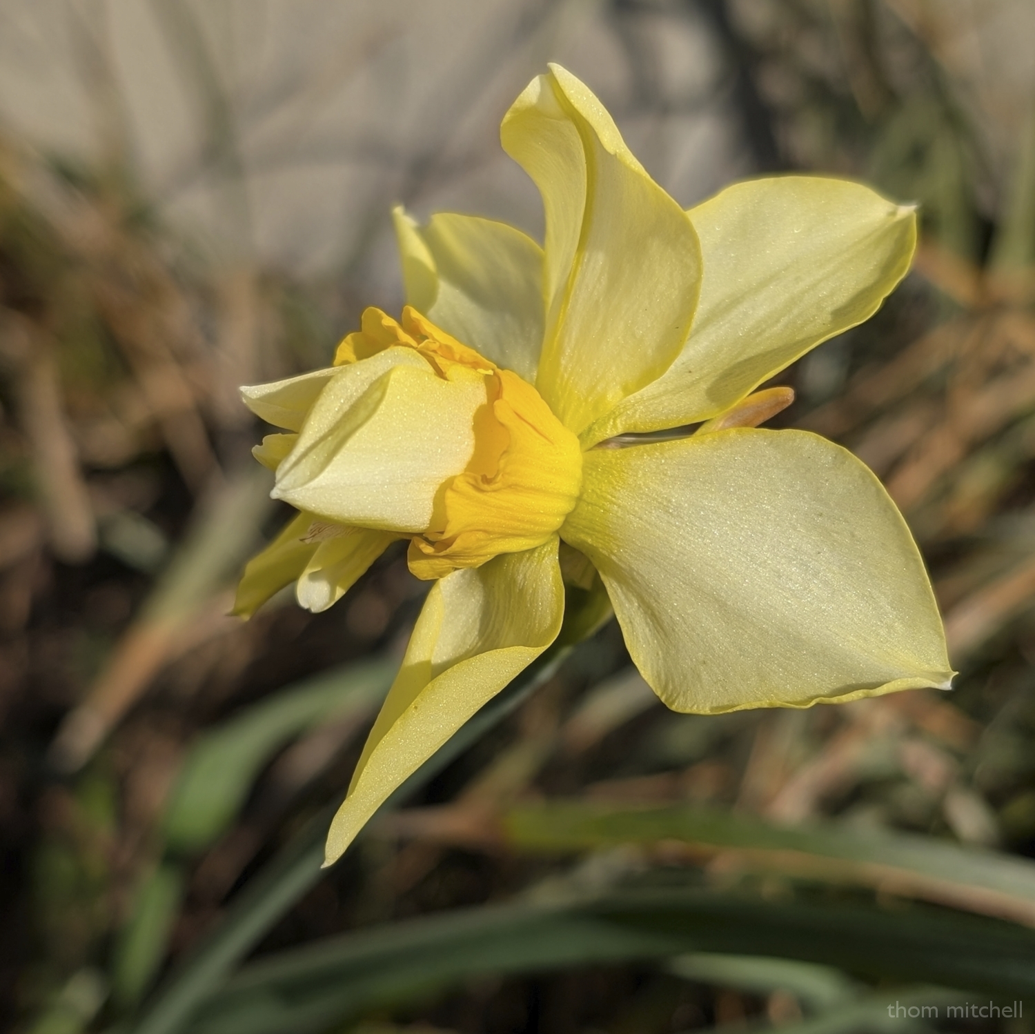 Signs of Spring by Thom Mitchell · 365 Project